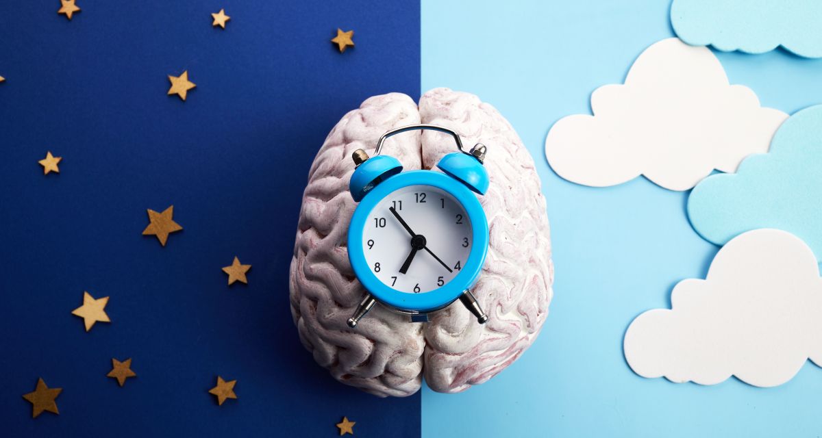 Los genes clock: el reloj interno del organismo